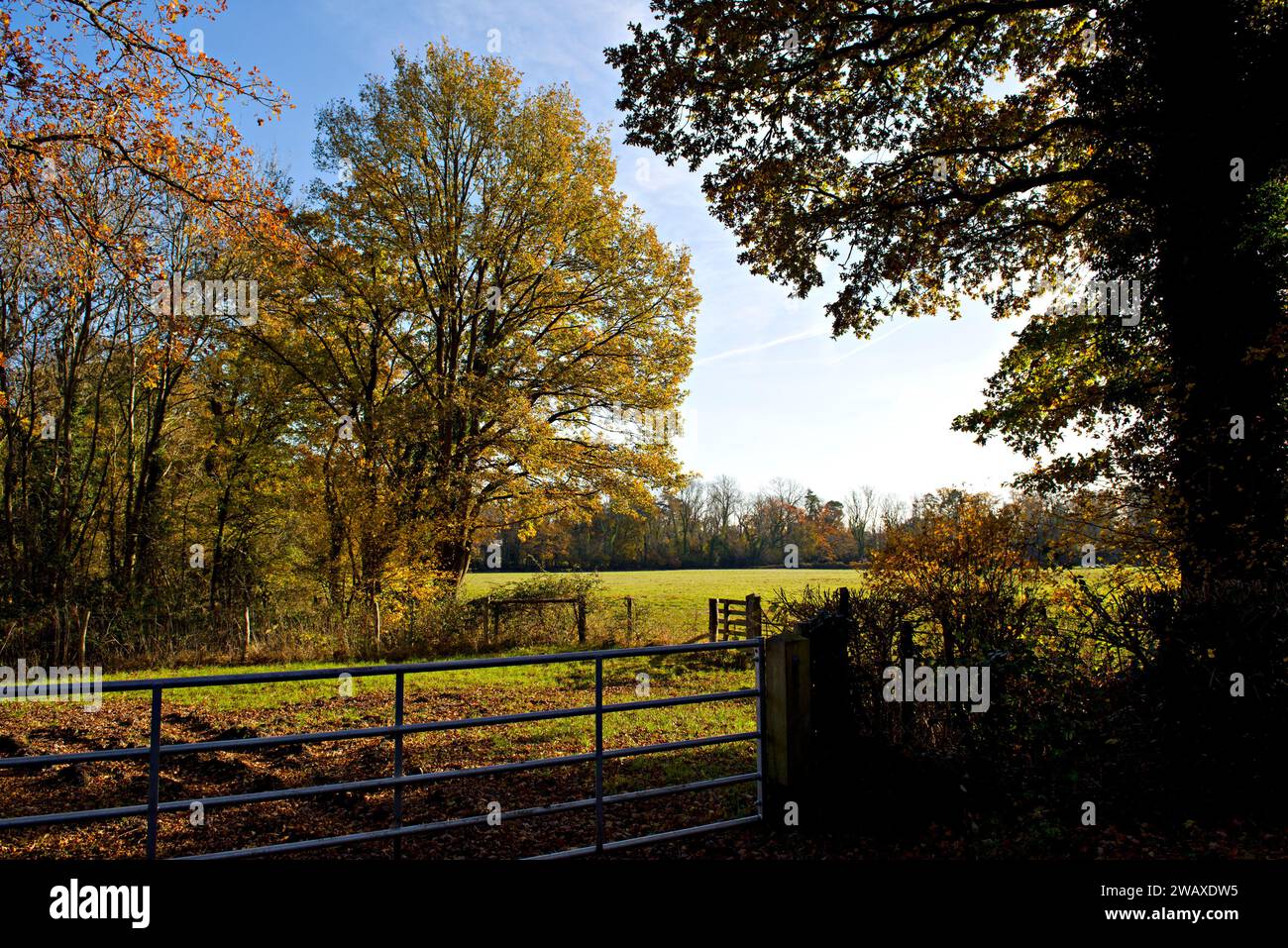 Autumnal colours in the Kentish countryside, England, Fall 2023 Stock ...
