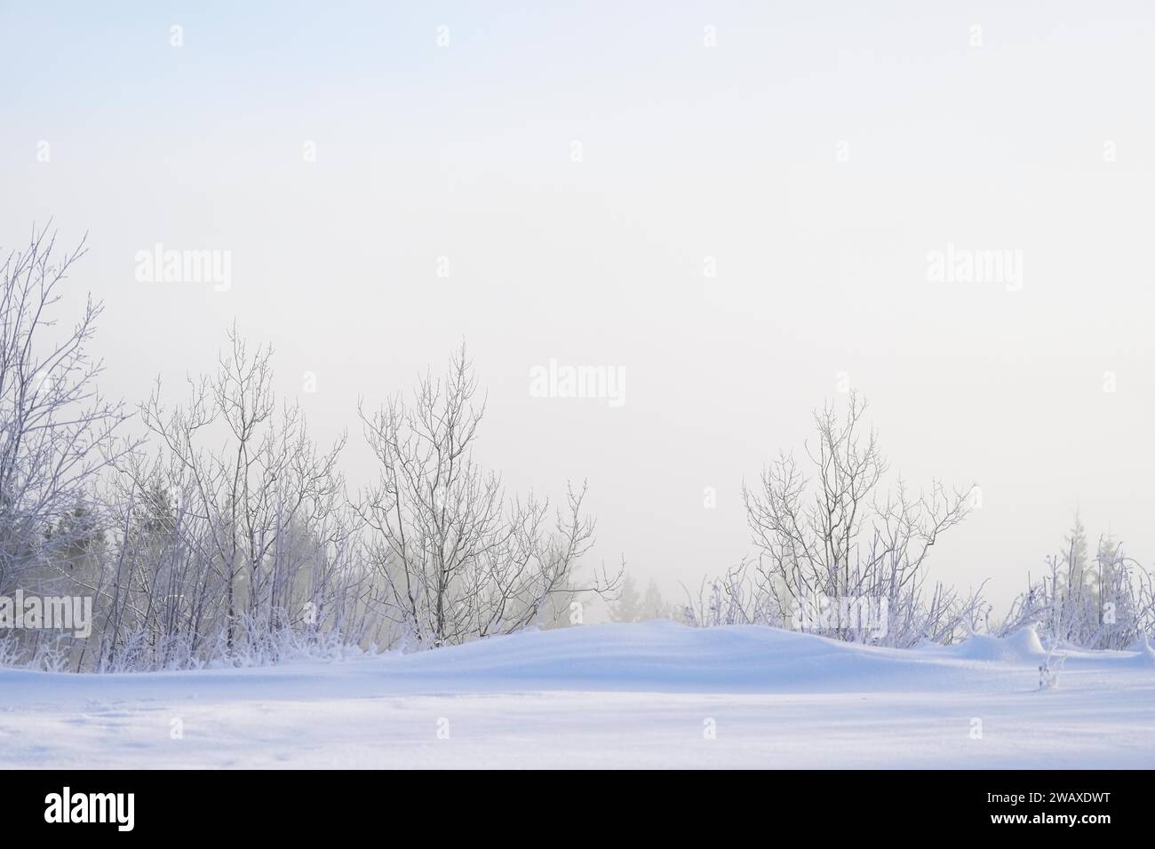 Oslo 20240107.Frost on the trees at around minus 15 degrees in ...