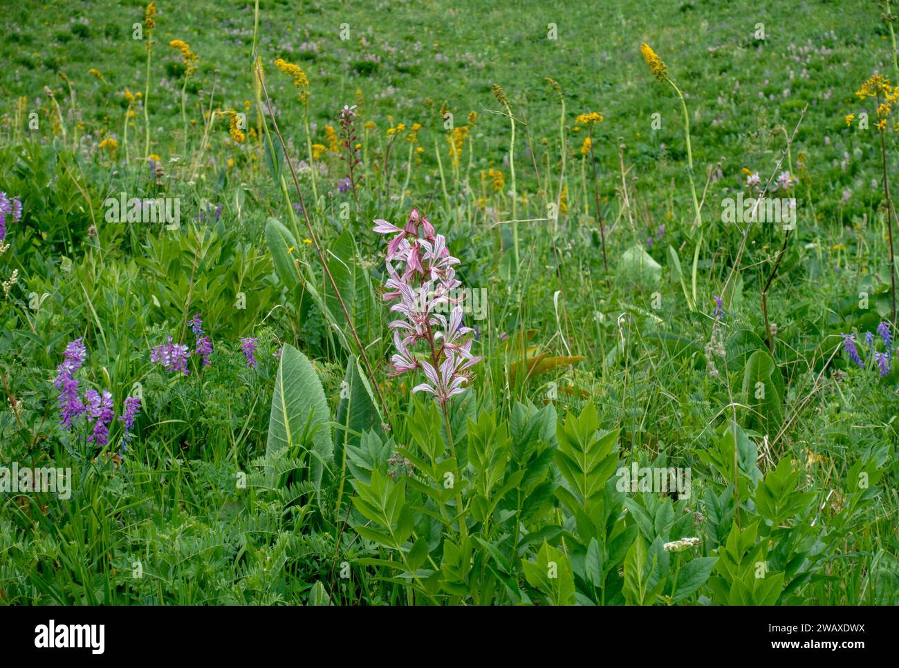 White ash tree (lat. Dictamnus albus) is a species of perennial ...