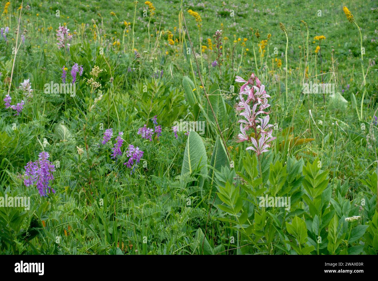 White ash tree (lat. Dictamnus albus) is a species of perennial ...