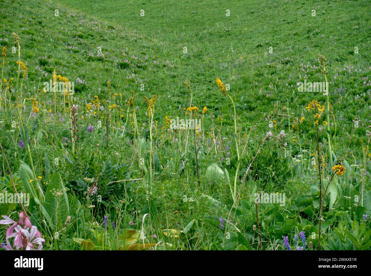 White ash tree (lat. Dictamnus albus) is a species of perennial ...