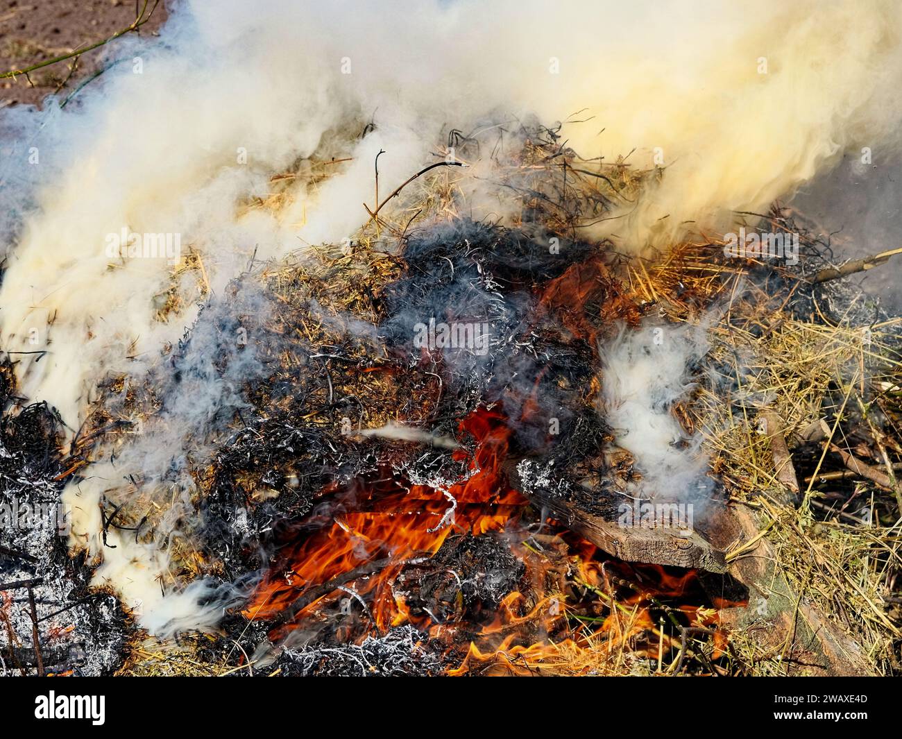 Fire burns flames wood branches hi-res stock photography and images - Alamy