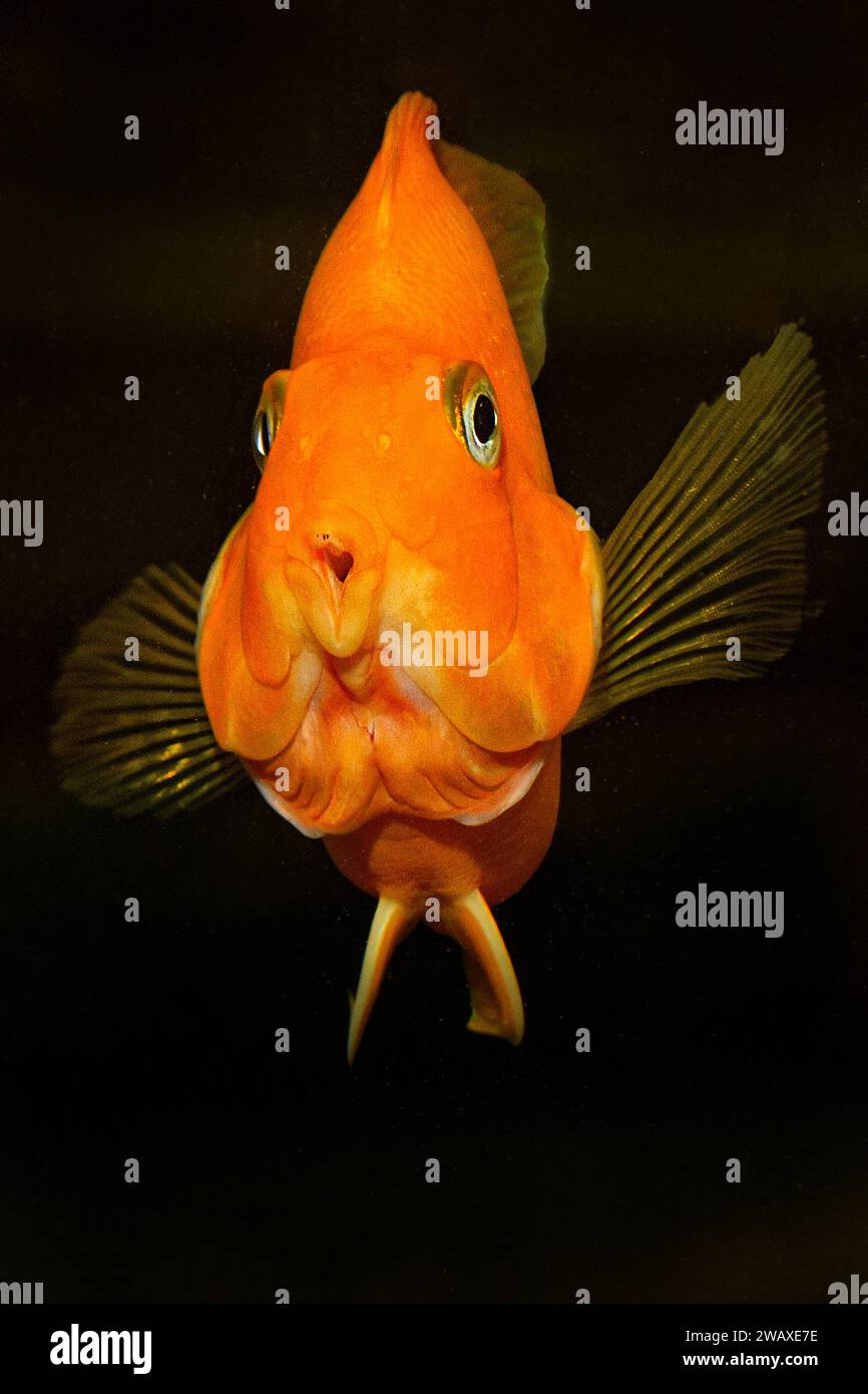 Fully frontal goldfish Stock Photo - Alamy