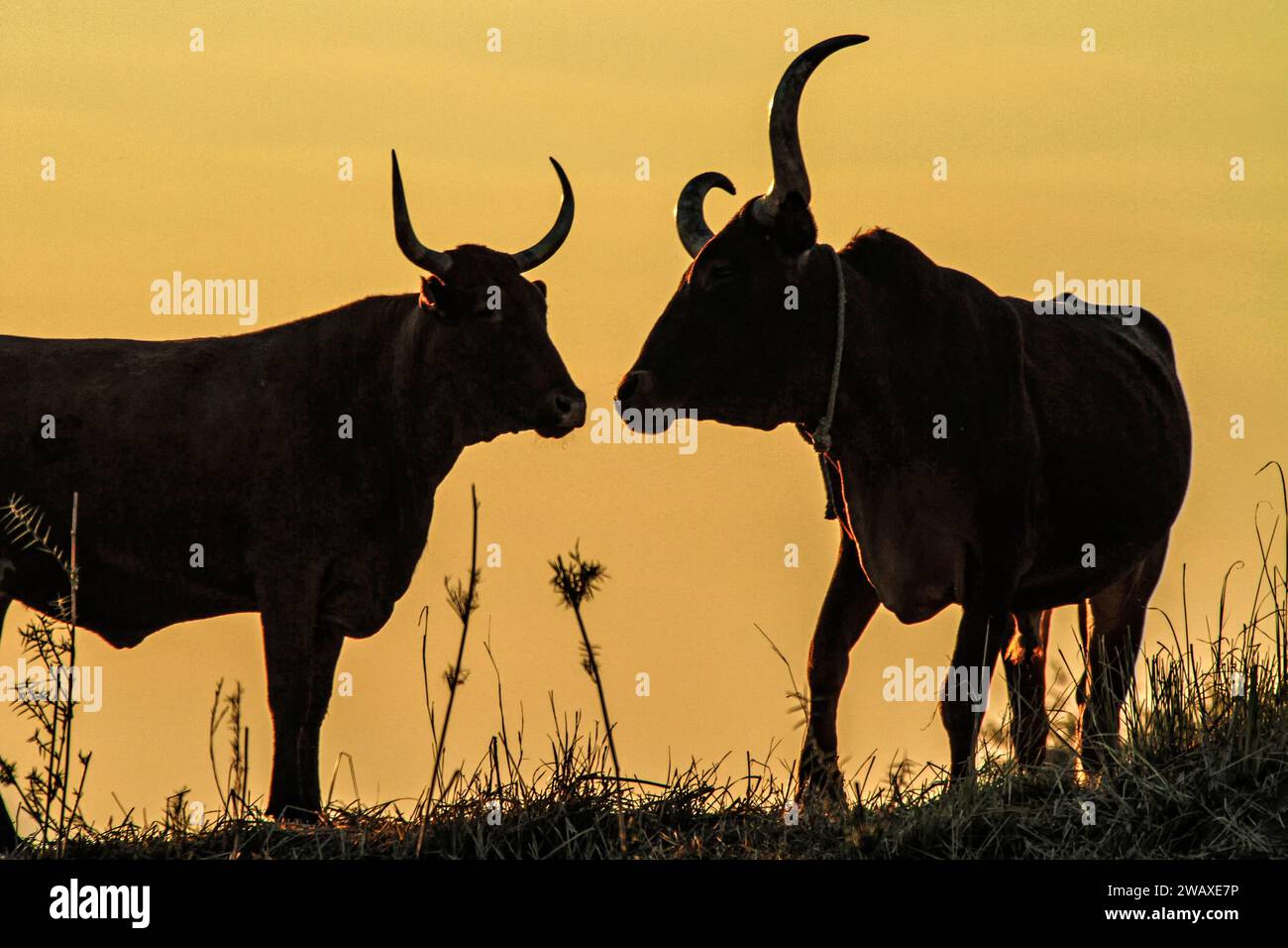 African cattle hi-res stock photography and images - Alamy