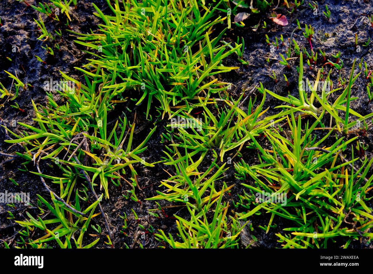 Bright green grass contrasts with the dark earth Stock Photo - Alamy