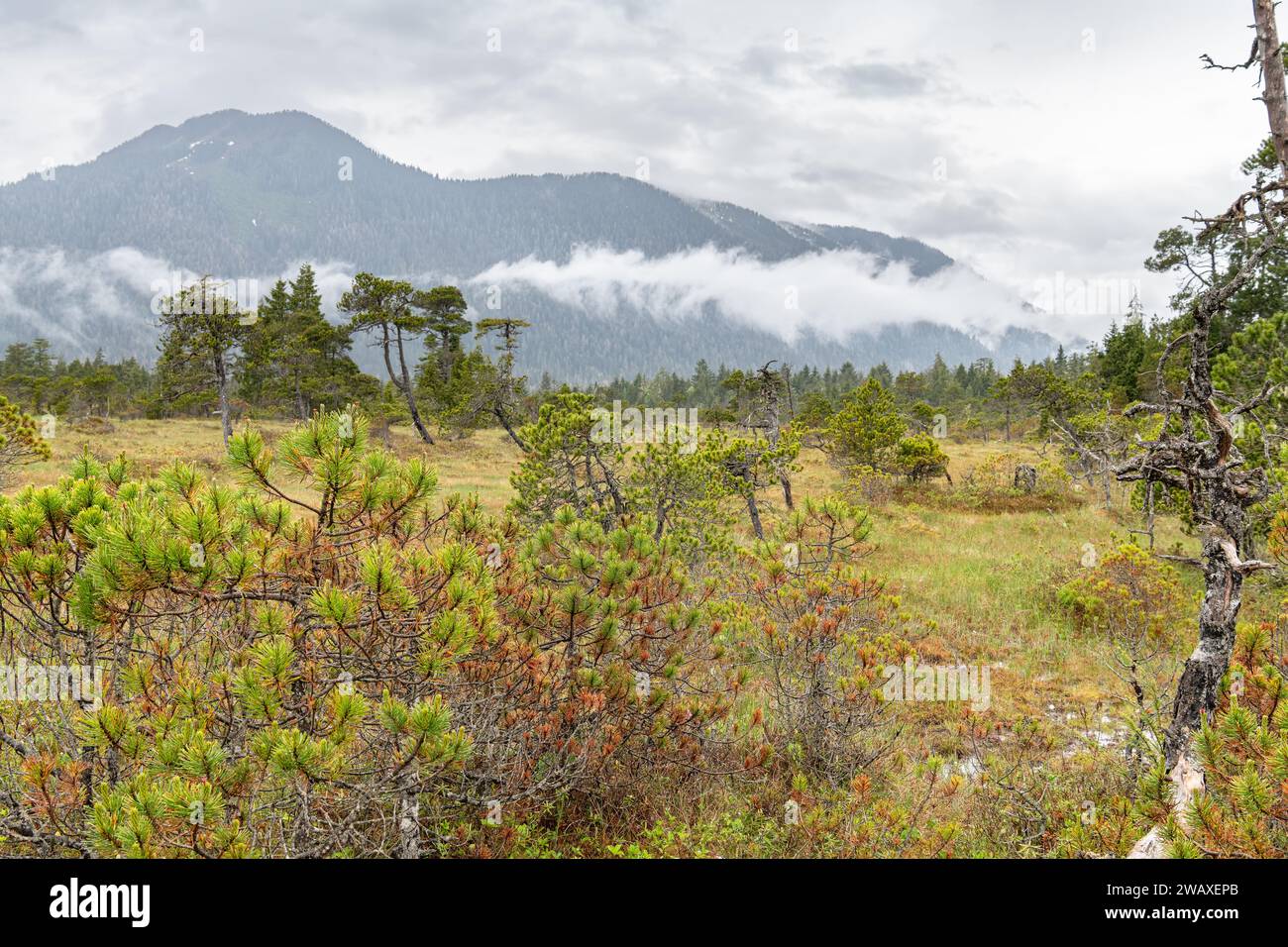 The Petersburg muskeg (Peat Bog) with clouds skirting the mountains ...
