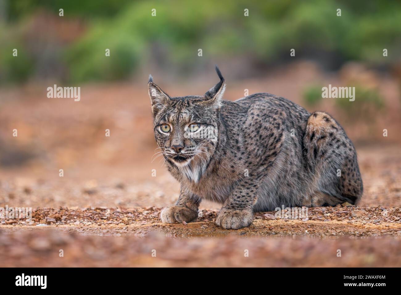 Iberian lynx - Lynx pardinus, beautiful large critically endangered cat ...