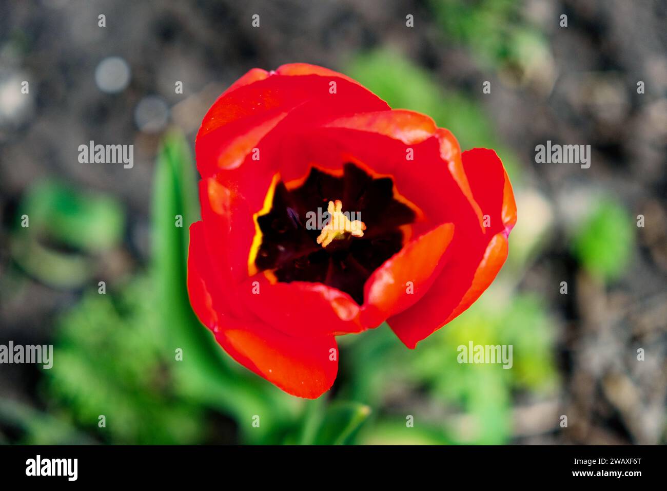 A bright red tulip with a dark center blooms against a green and brown ...
