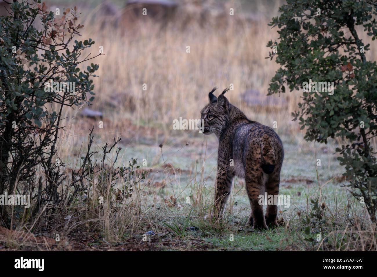 Iberian lynx - Lynx pardinus, beautiful large critically endangered cat ...