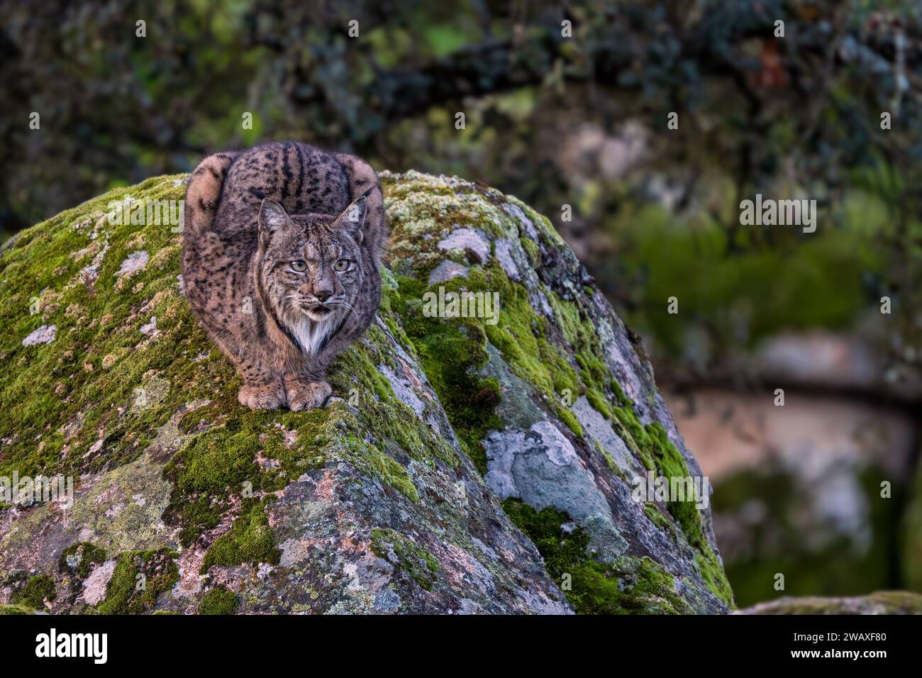 Iberian lynx - Lynx pardinus, beautiful large critically endangered cat ...