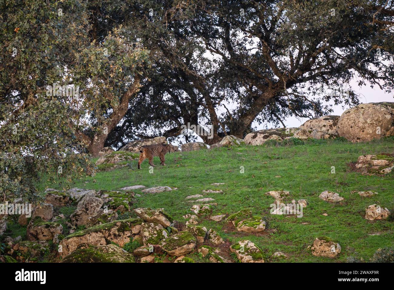 Iberian lynx - Lynx pardinus, beautiful large critically endangered cat ...