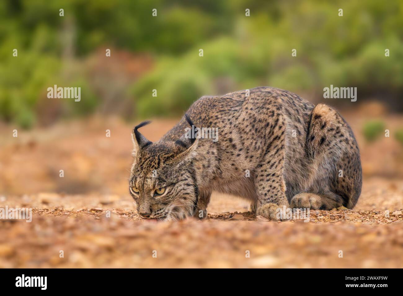 Iberian lynx - Lynx pardinus, beautiful large critically endangered cat ...