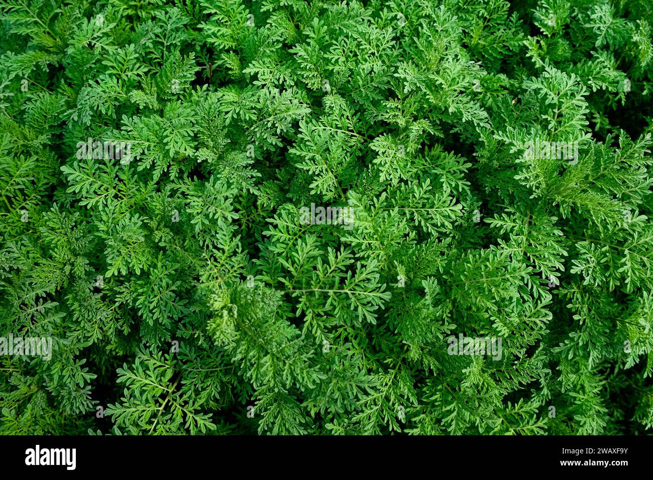 Stems of green plants close up. Vegetable background. The image shows a ...