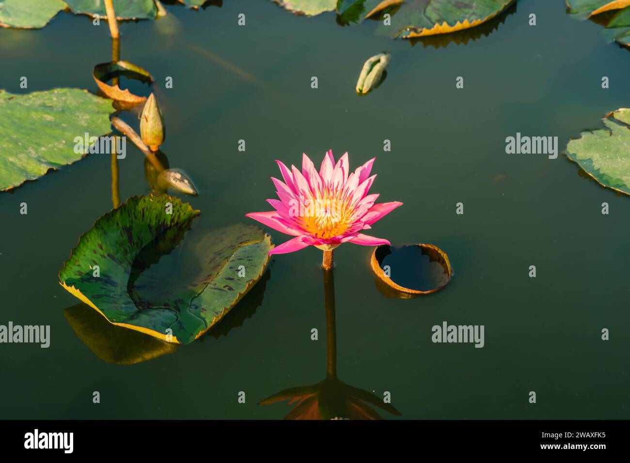 Pink flower Water lily Plantae, Sacred Lotus, Bean of India, flower in ...