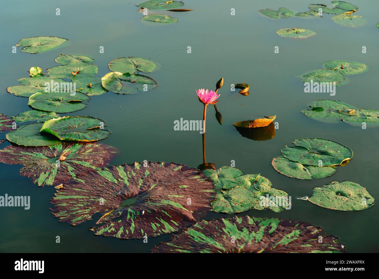 Pink flower Water lily Plantae, Sacred Lotus, Bean of India, flower in ...