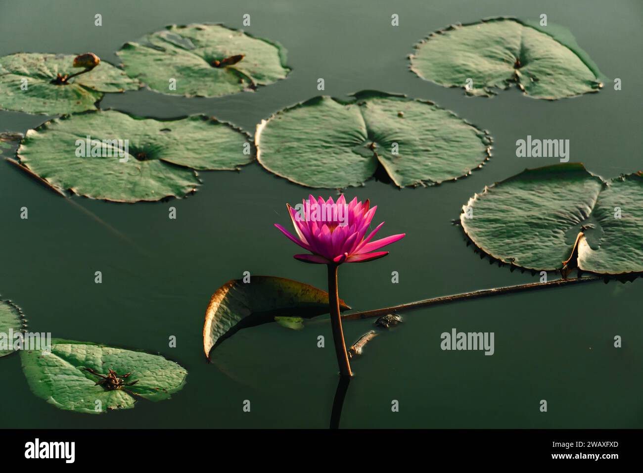 Pink flower Water lily Plantae, Sacred Lotus, Bean of India, flower in ...