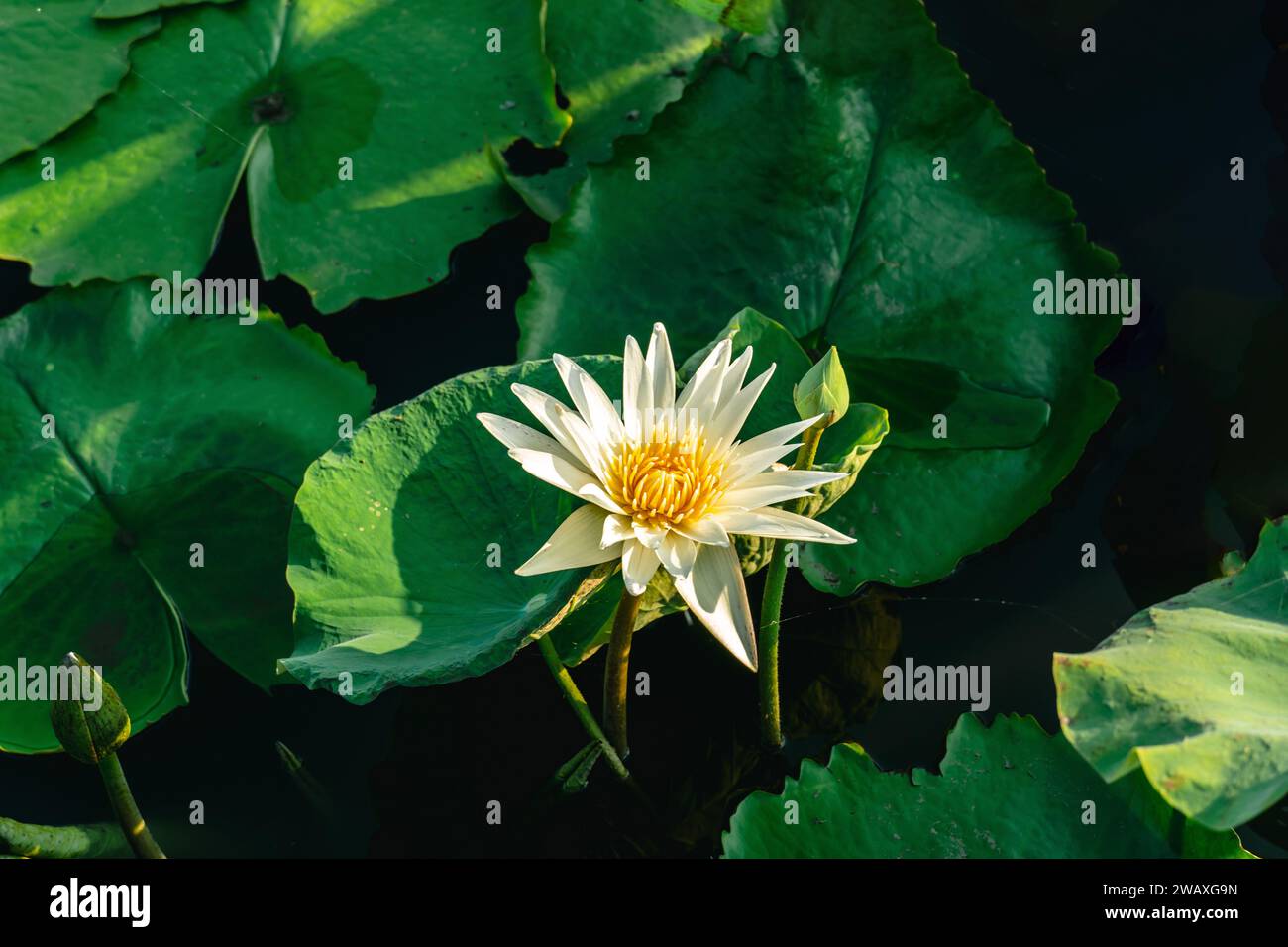 summer lake with water-lily flowers on water. Beautiful lotus flowers ...
