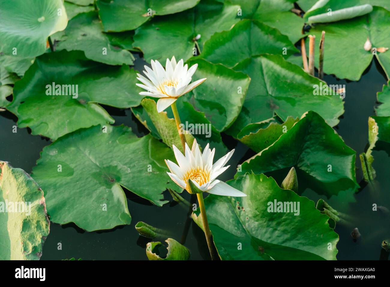 summer lake with water-lily flowers on water. Beautiful lotus flowers ...