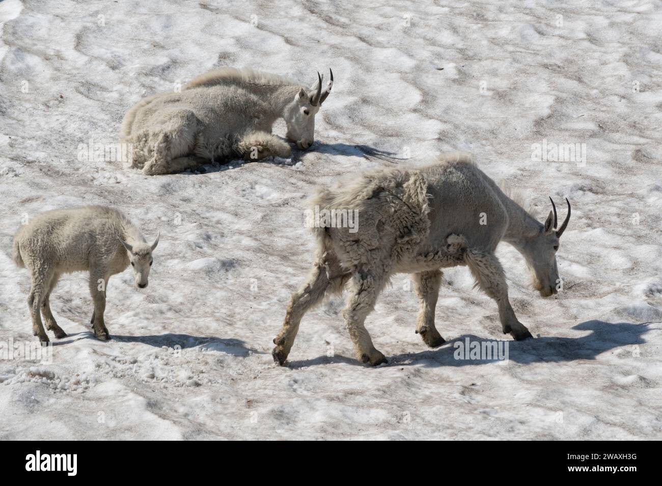 Rocky Mountain goats chill on snowfield off Hidden Lake Trail, Logan ...