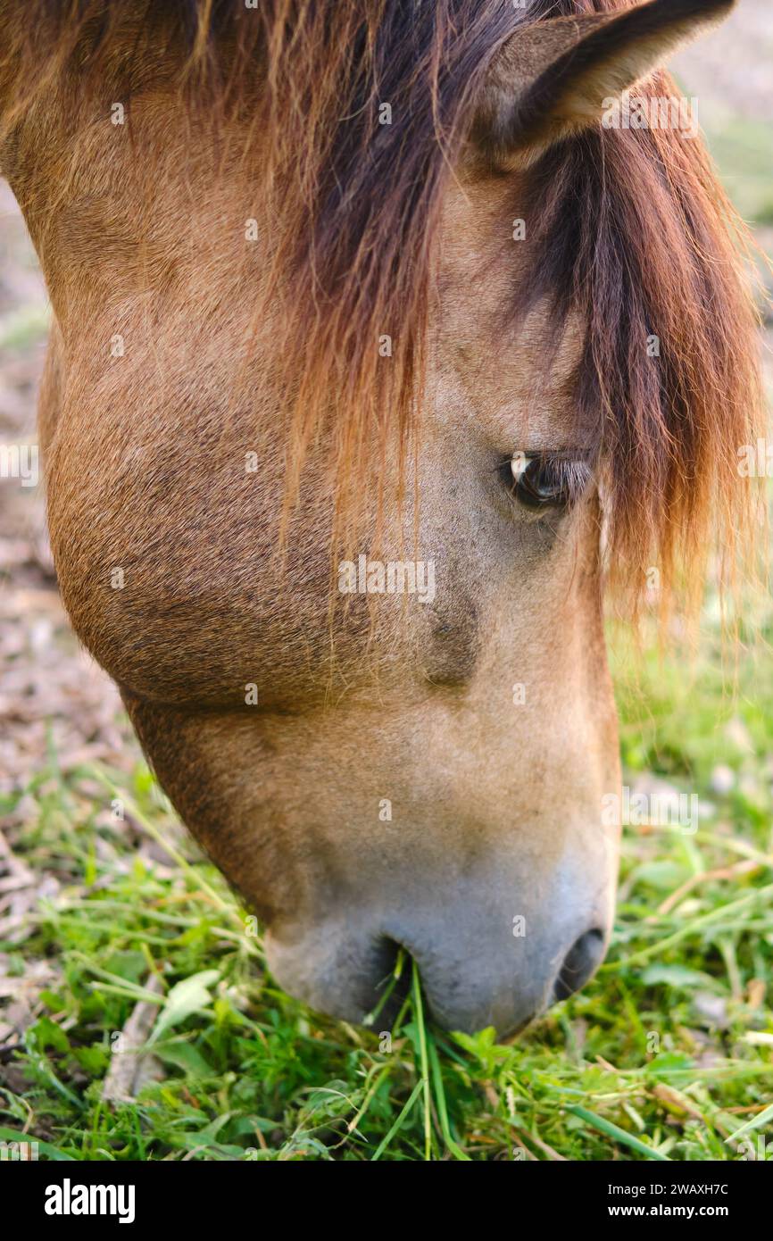 The horse happily munch on the grass and hay, relishing the delicious ...