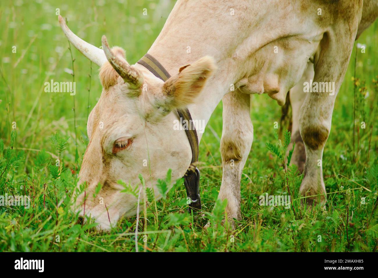 The farm cow enjoy the fresh air and open space of the rural landscape ...