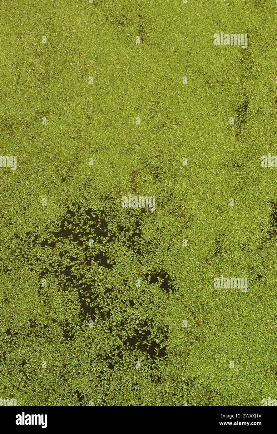 Texture of swamp water dotted with green duckweed and marsh vegetation ...