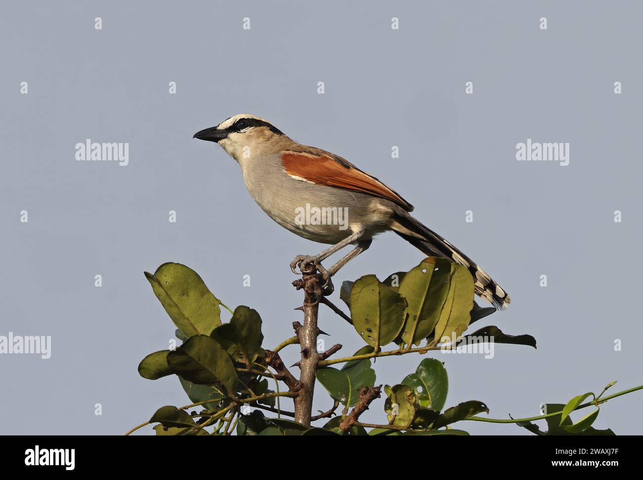 Tchagra senegalensis hi-res stock photography and images - Alamy