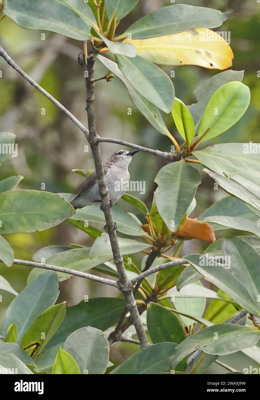 Mouse brown sunbird hi-res stock photography and images - Alamy