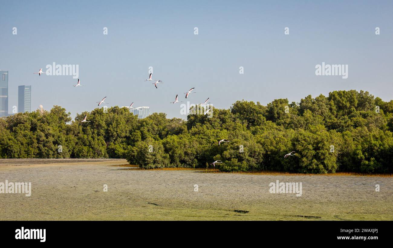 Flock of Greater Flamingos (Phoenicopterus roseus) in Ras Al Khor ...