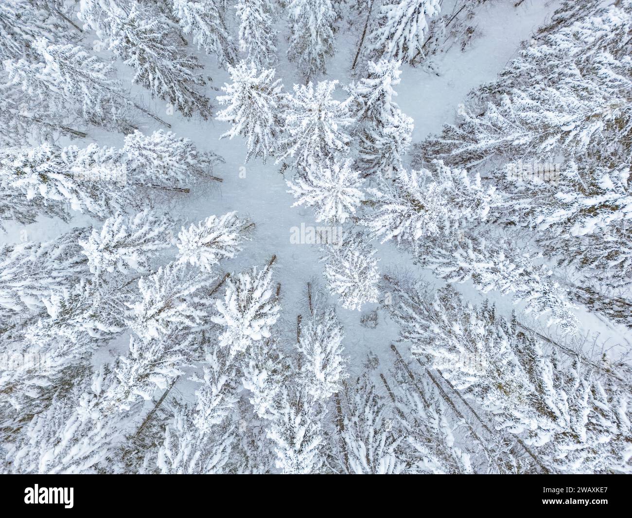 Birds eye view snowy wood hi-res stock photography and images - Alamy