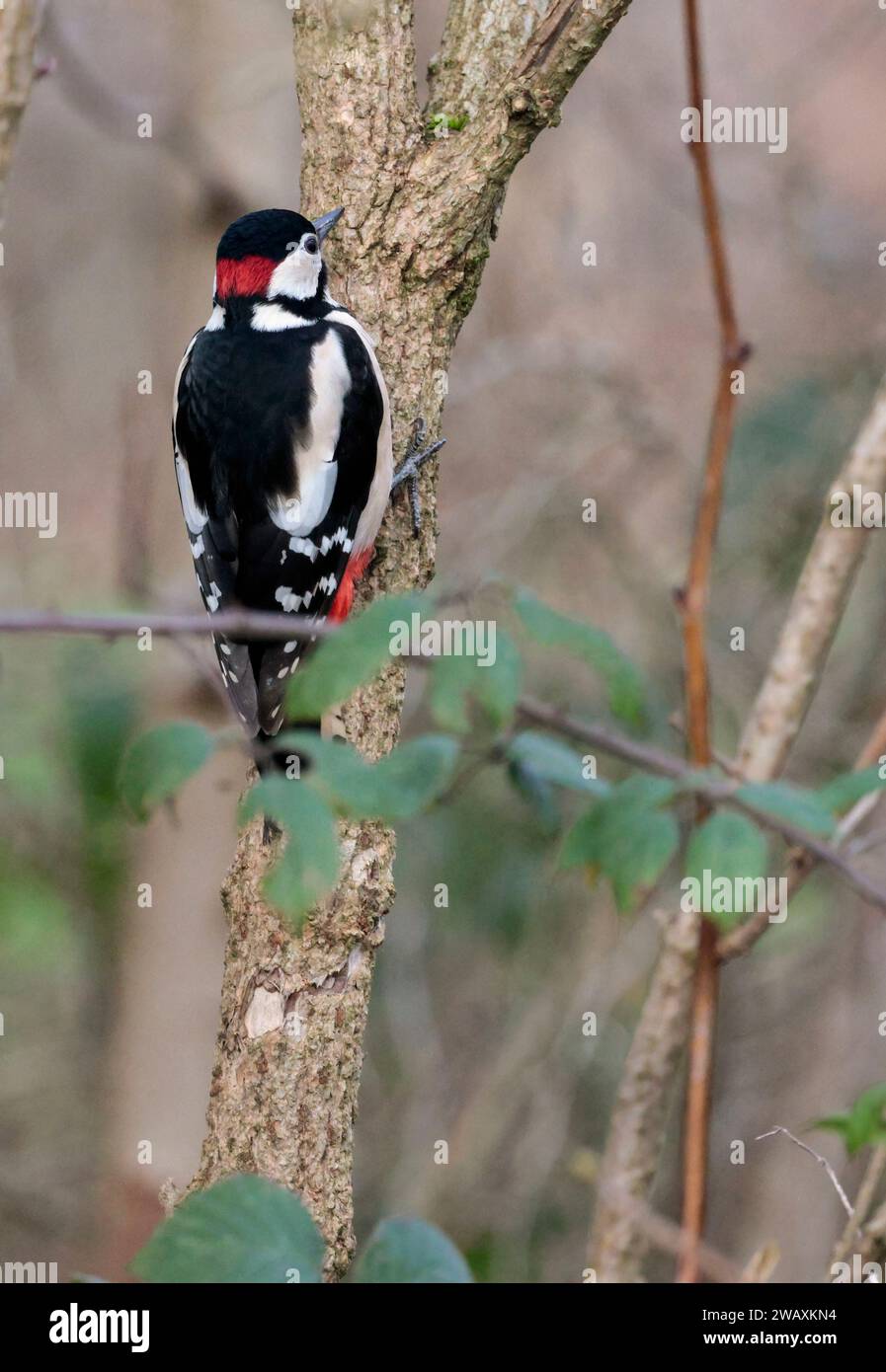 Great spotted woodpecker Dendrocopus major, black plumage white patches ...