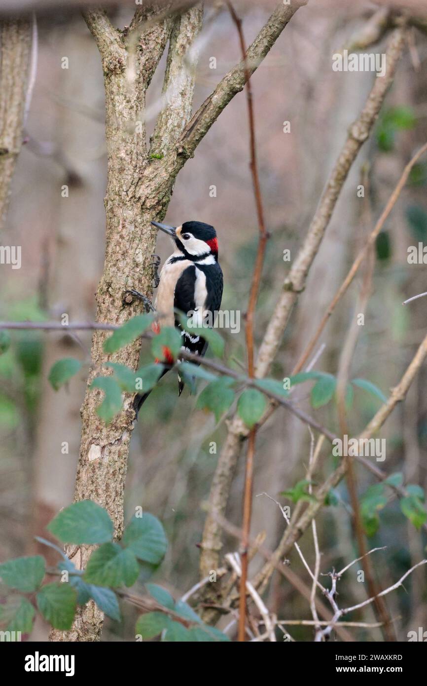Great spotted woodpecker Dendrocopus major, black plumage white patches ...