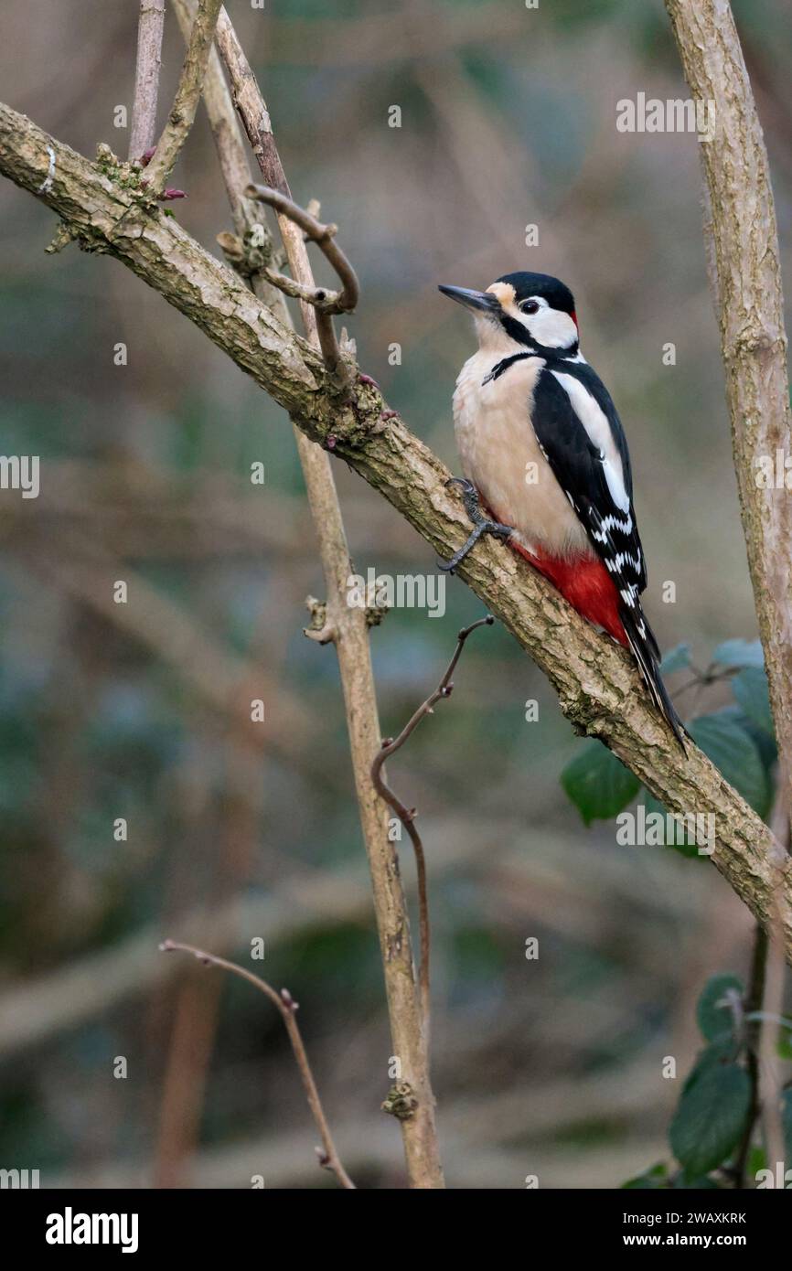 Chequered pattern on wings hi-res stock photography and images - Alamy