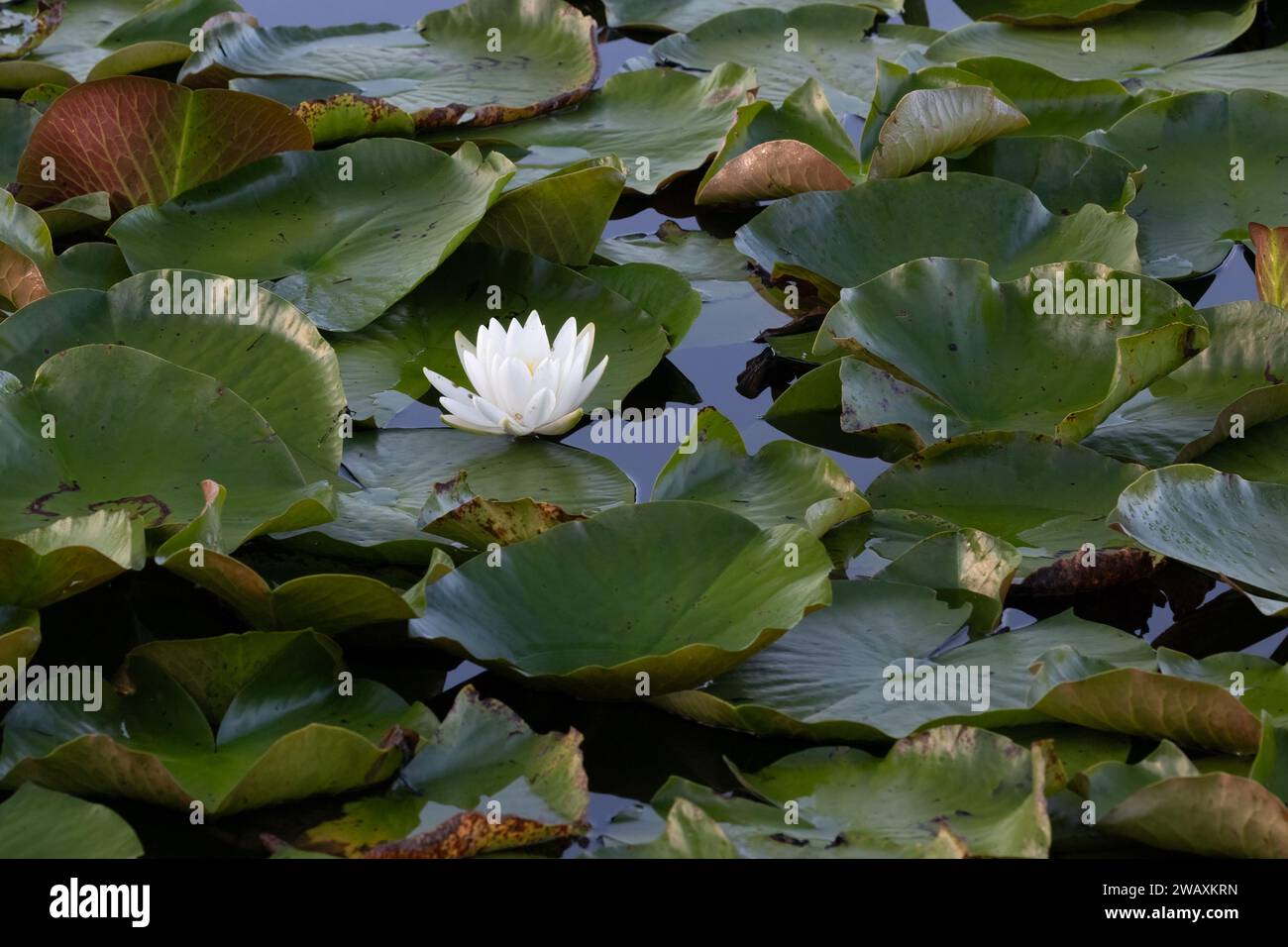single blooming lily sunlight catching its white petals in the morning ...