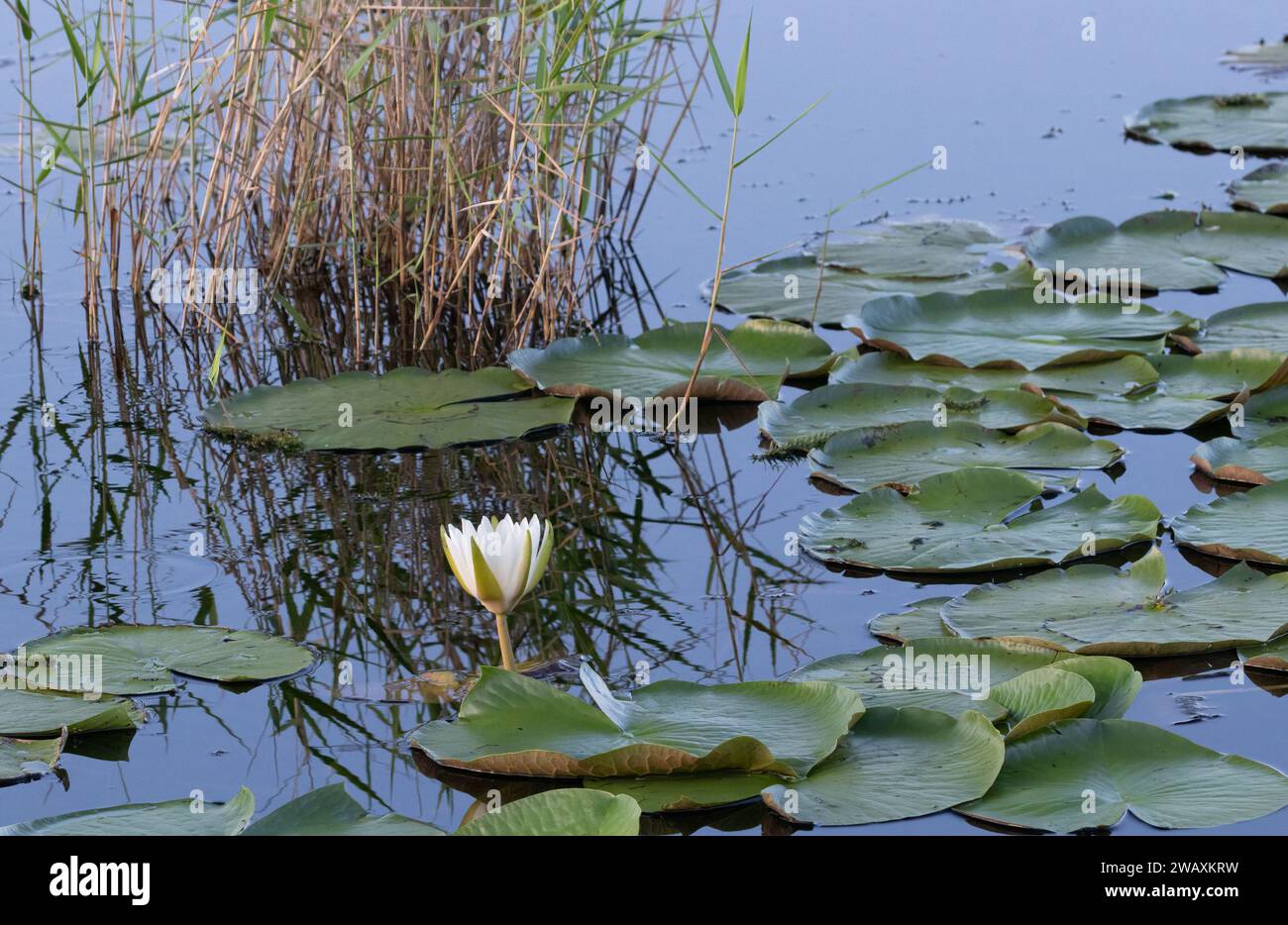single blooming lily sunlight catching its white petals in the morning ...