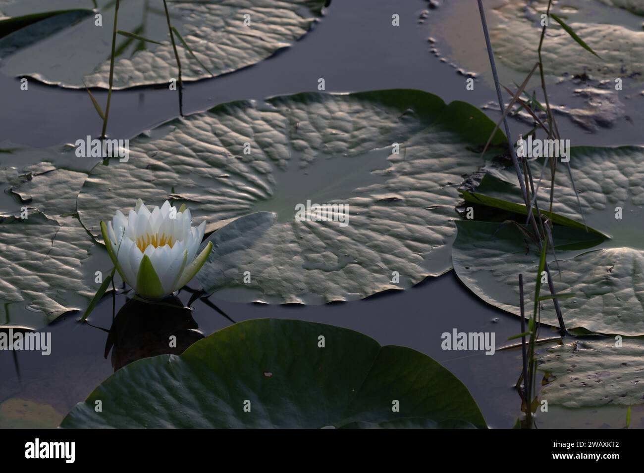 Hardy lily pads hi-res stock photography and images - Alamy
