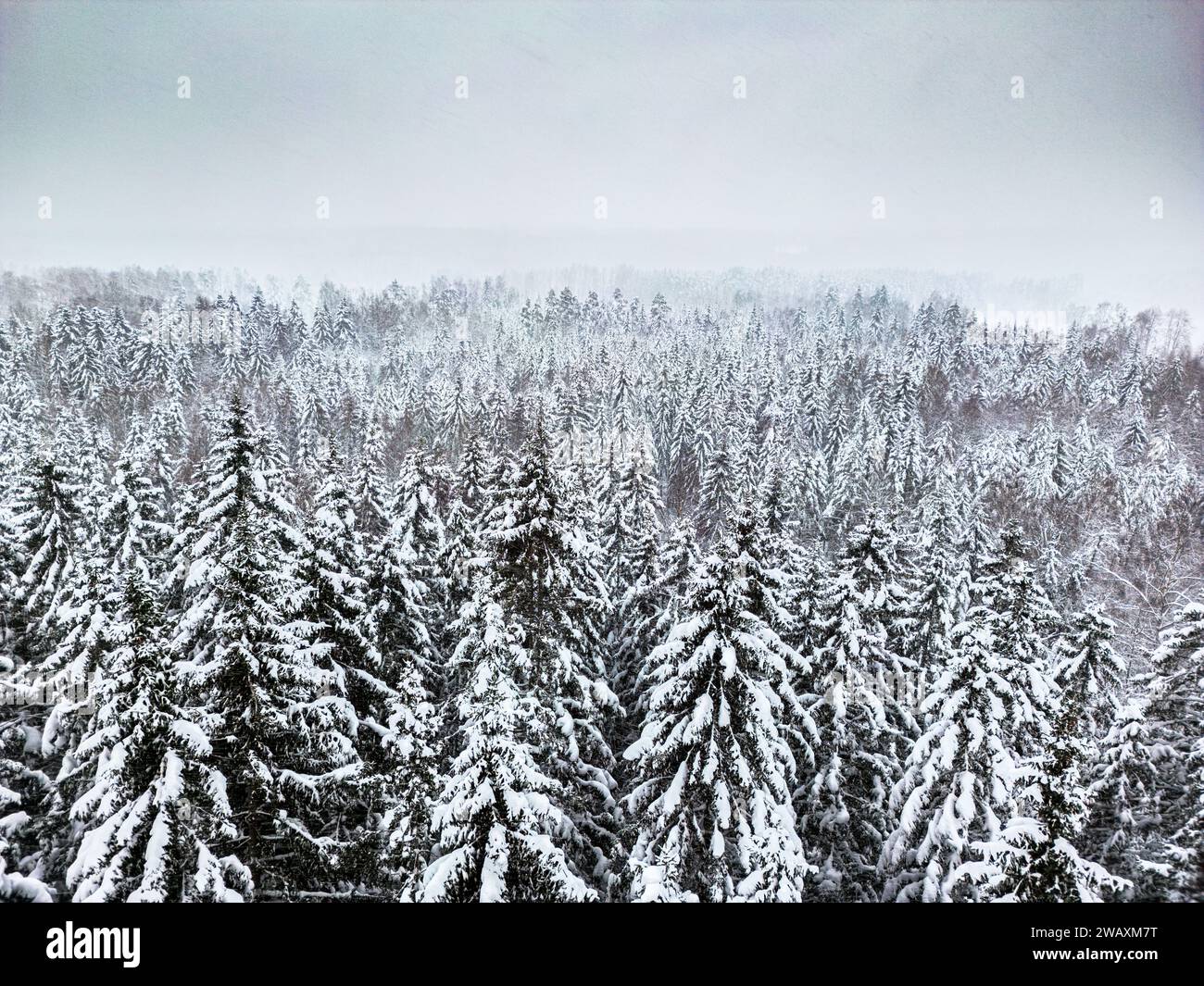 aerial view of forest covered with snow ,bird's eye view Stock Photo ...