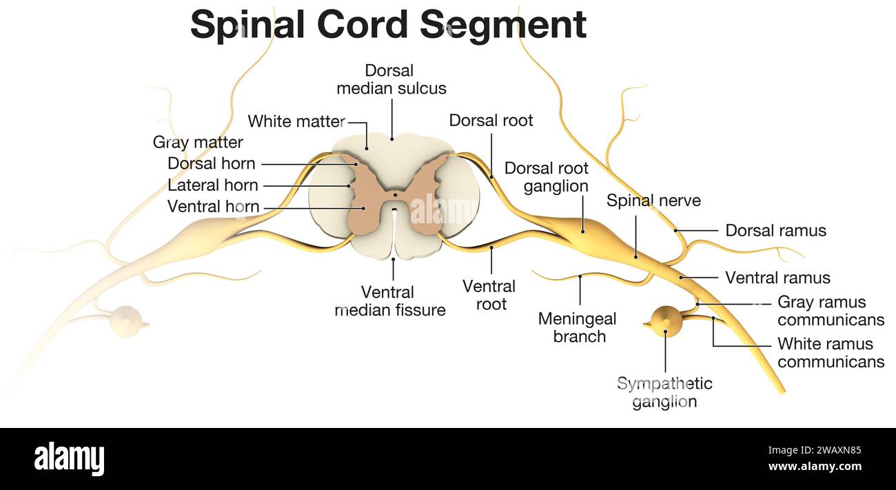 Spinal Cord Segment. Top View. 3D illustration Stock Photo - Alamy