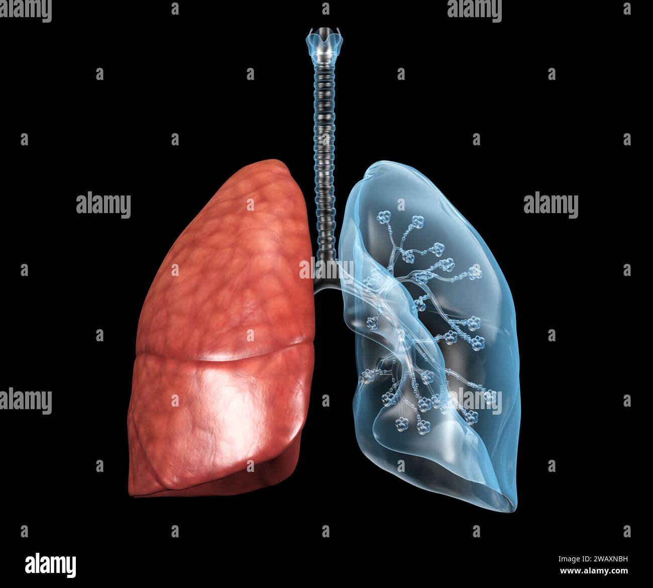 Model Of A Transparent Human Lungs With Trachea, Broncia and Alveoli ...