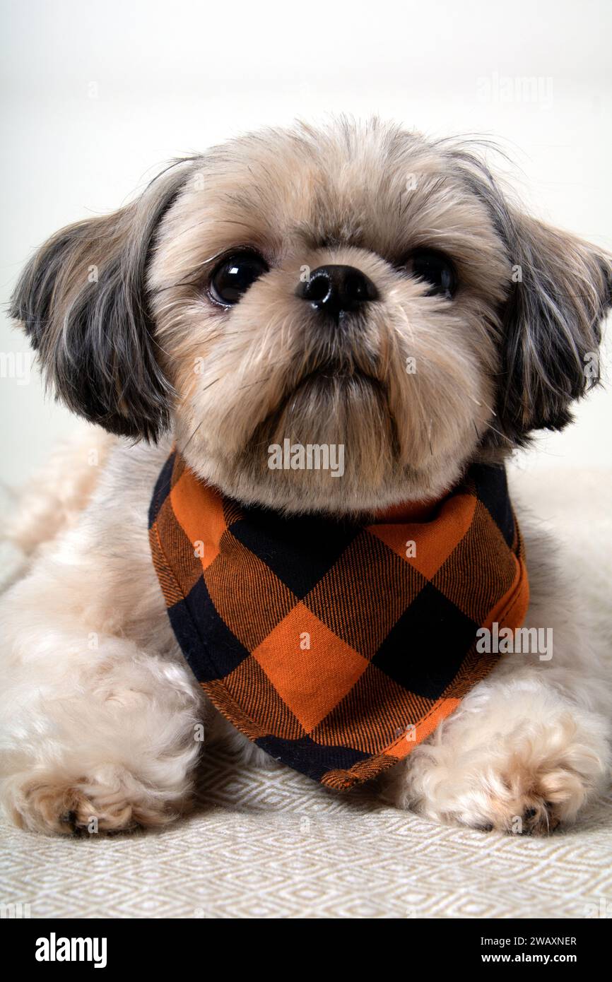 closeup photo, purebred dog, looking at camera, face, photography ...