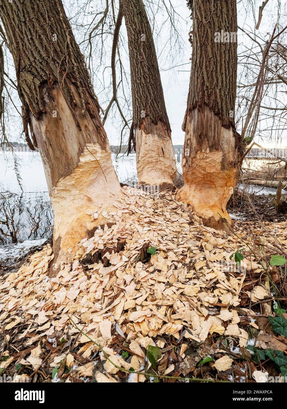 Potsdam, Germany. 07th Jan, 2024. A beaver has gnawed on three trees on ...