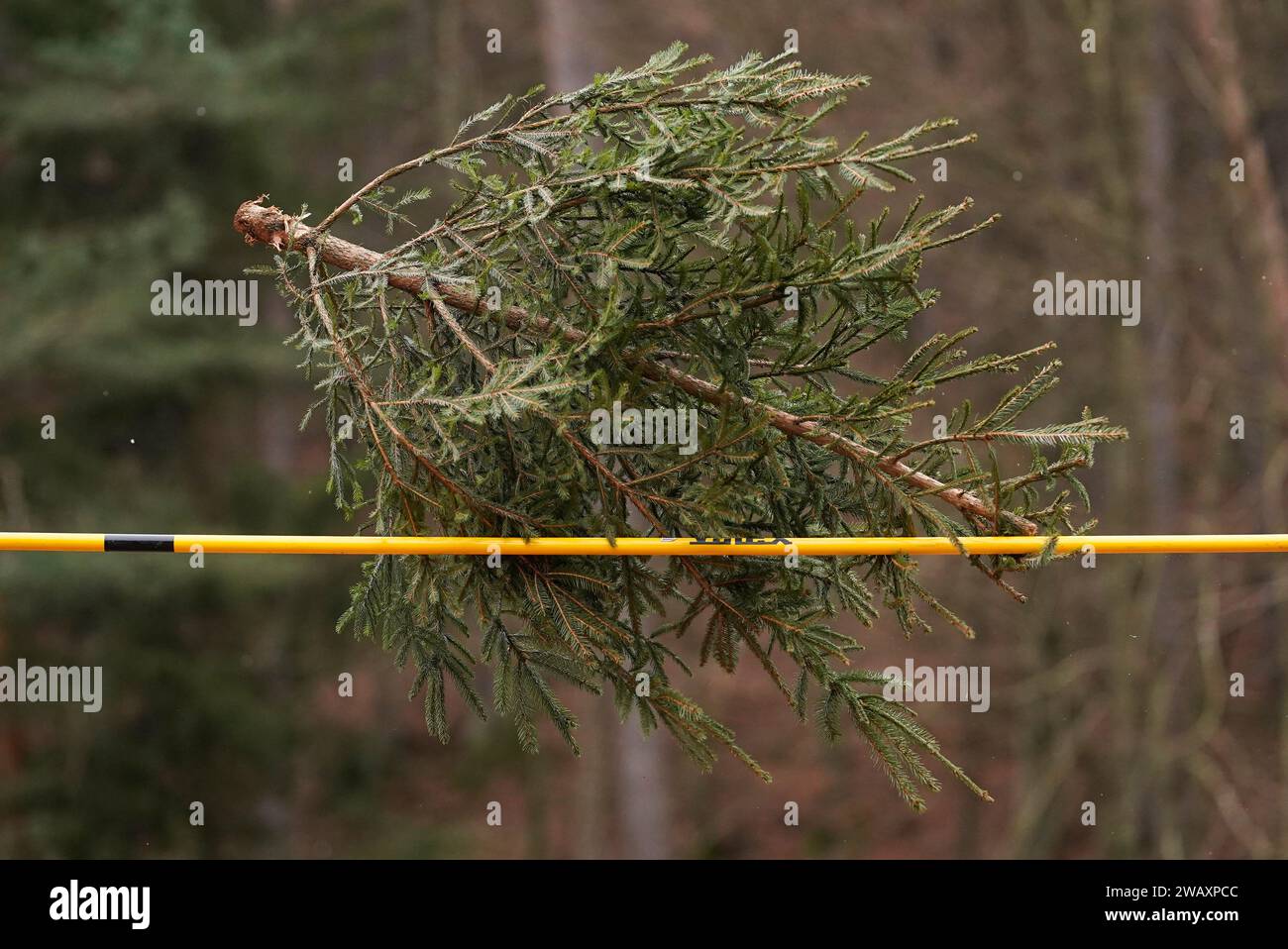 Weidenthal, Germany. 07th Jan, 2024. A spruce is thrown over a pole ...