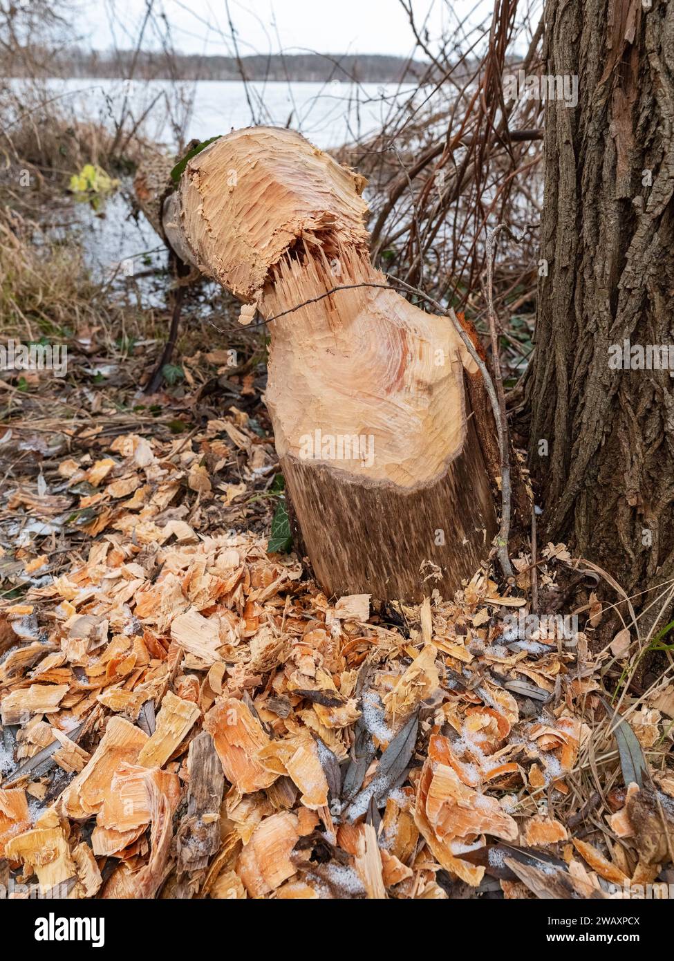 Potsdam, Germany. 07th Jan, 2024. A beaver has felled a tree on the ...