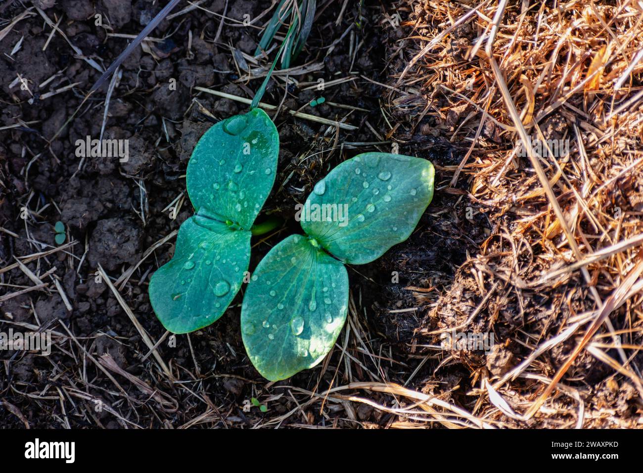 Young pumpkin plant in an ecological garden, mulching and permaculture ...