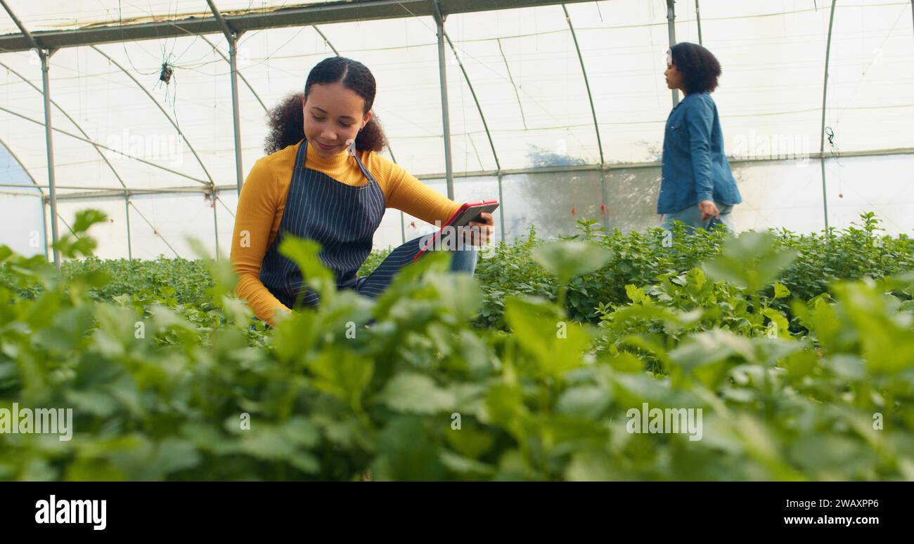 Multi-ethnic woman checks crop quality, records in digital tablet, farm ...