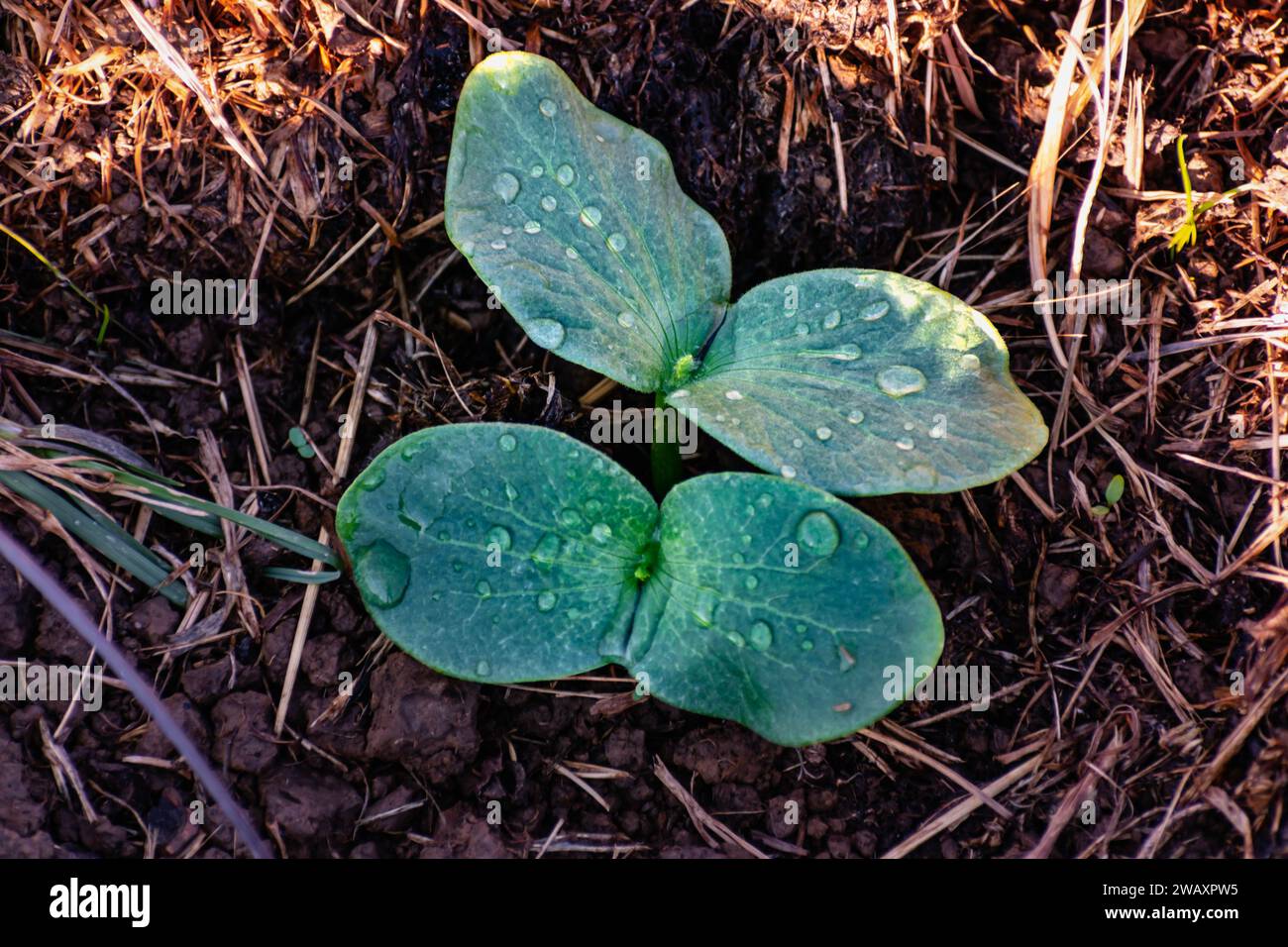 Young pumpkin plant in an ecological garden, mulching and permaculture ...