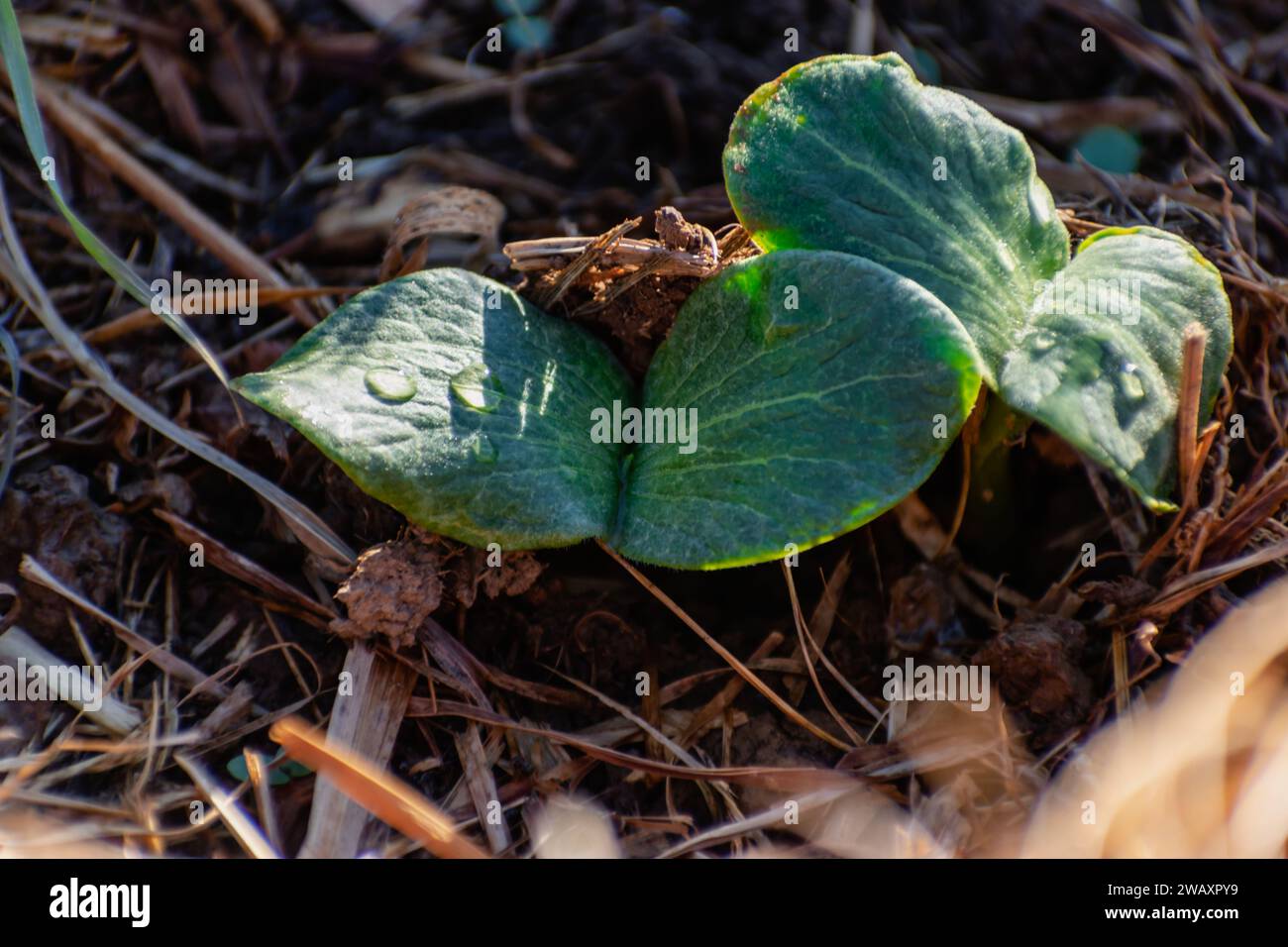 Young pumpkin plant in an ecological garden, mulching and permaculture ...