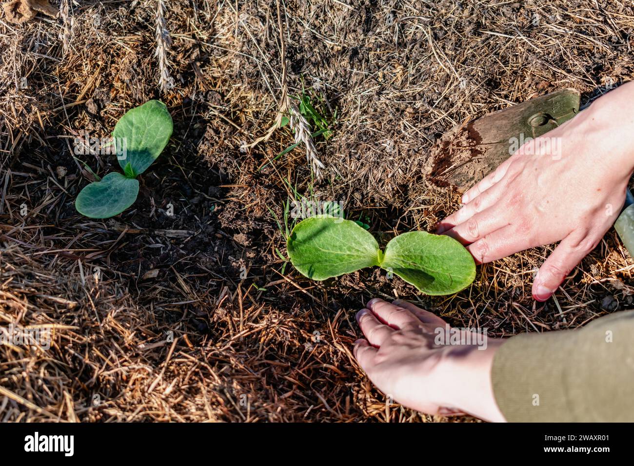 Young pumpkin plant in an ecological garden, mulching and permaculture ...