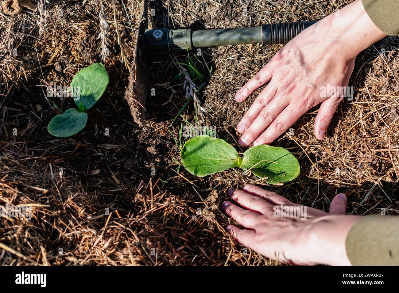 Young pumpkin plant in an ecological garden, mulching and permaculture ...