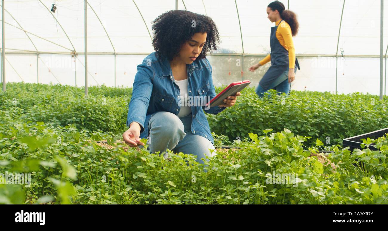 Multi-ethnic woman checks crop quality, records in digital tablet, farm ...